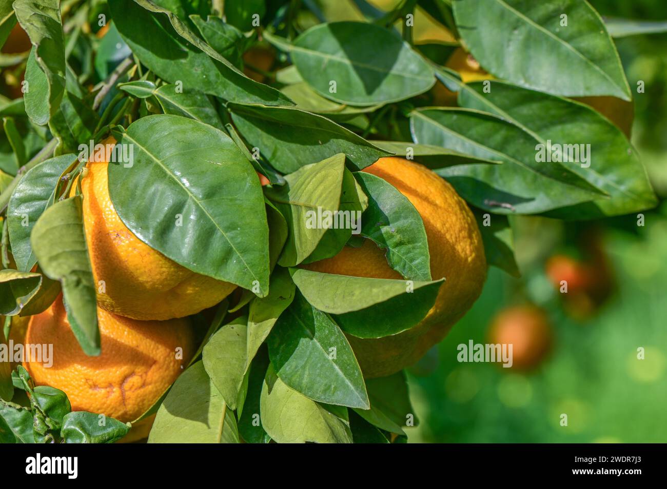 oranges ripen in an orange garden in the Mediterranean 23 Stock Photo ...