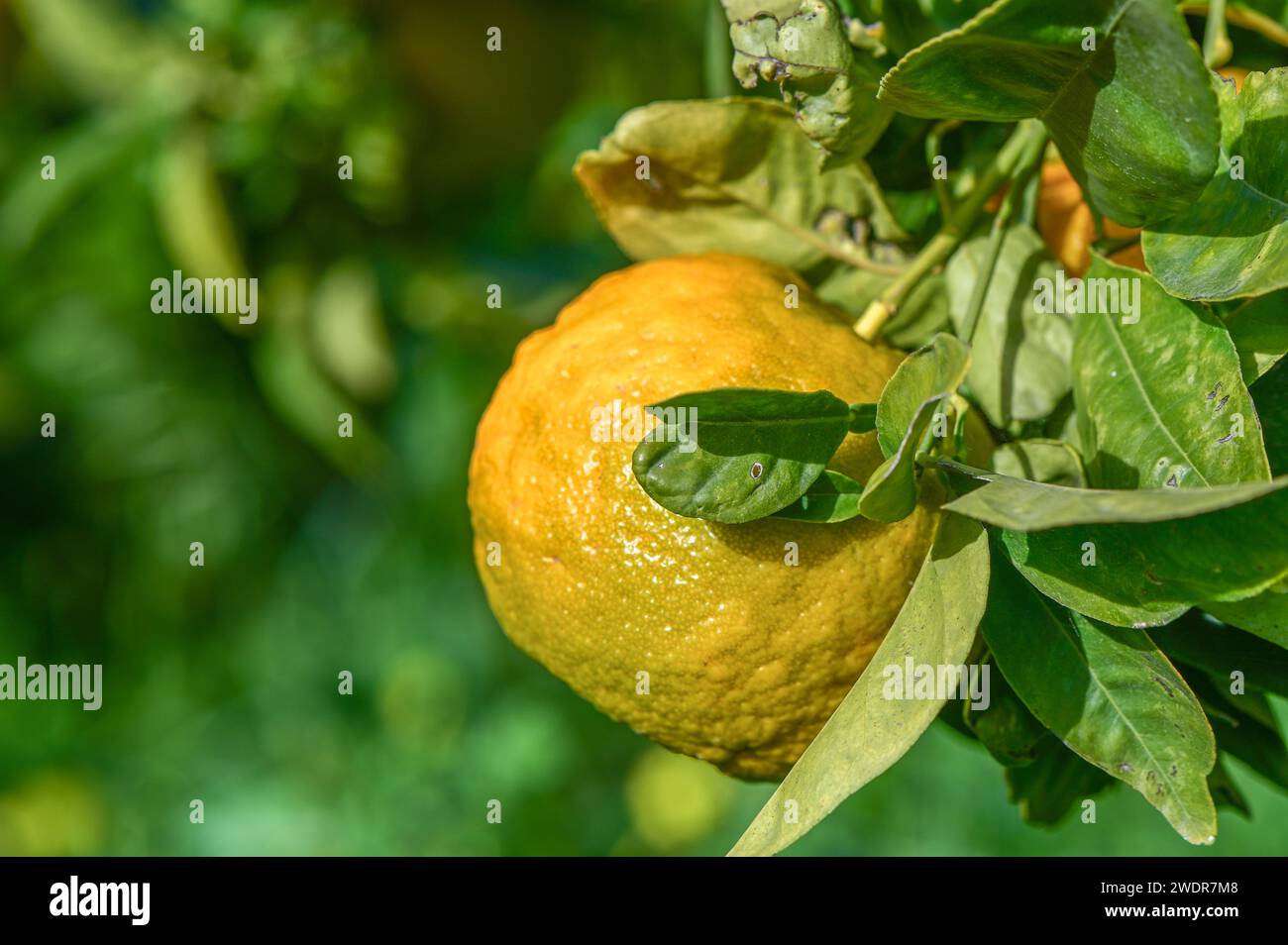 oranges ripen in an orange garden in the Mediterranean 22 Stock Photo ...