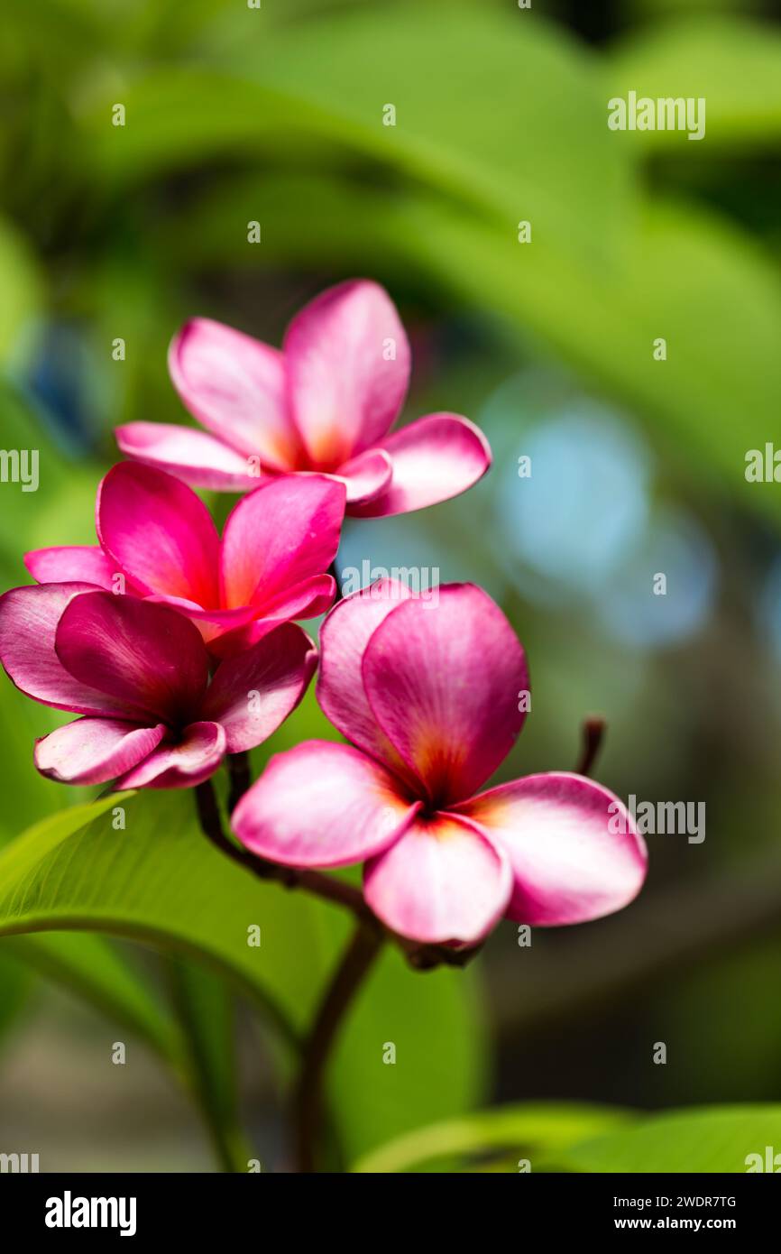 Red plumeria plumeria rubra hi-res stock photography and images - Alamy
