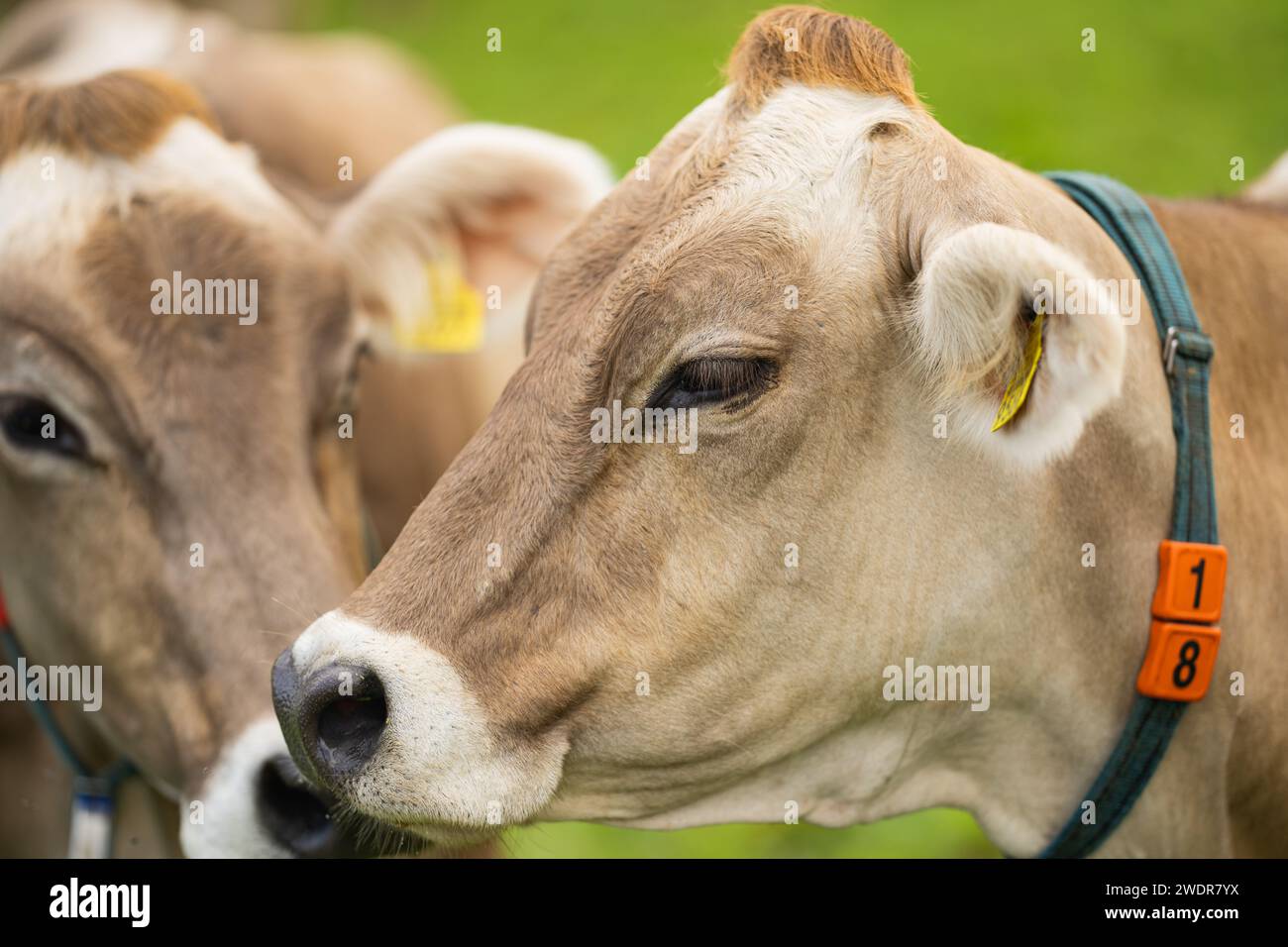 Cow on lawn. Cow grazing on green meadow. Holstein cow. Eco farming ...