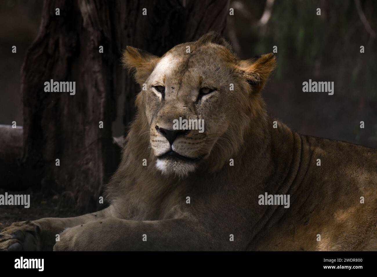 A lion resting in forest, gazing into the distance Stock Photo - Alamy
