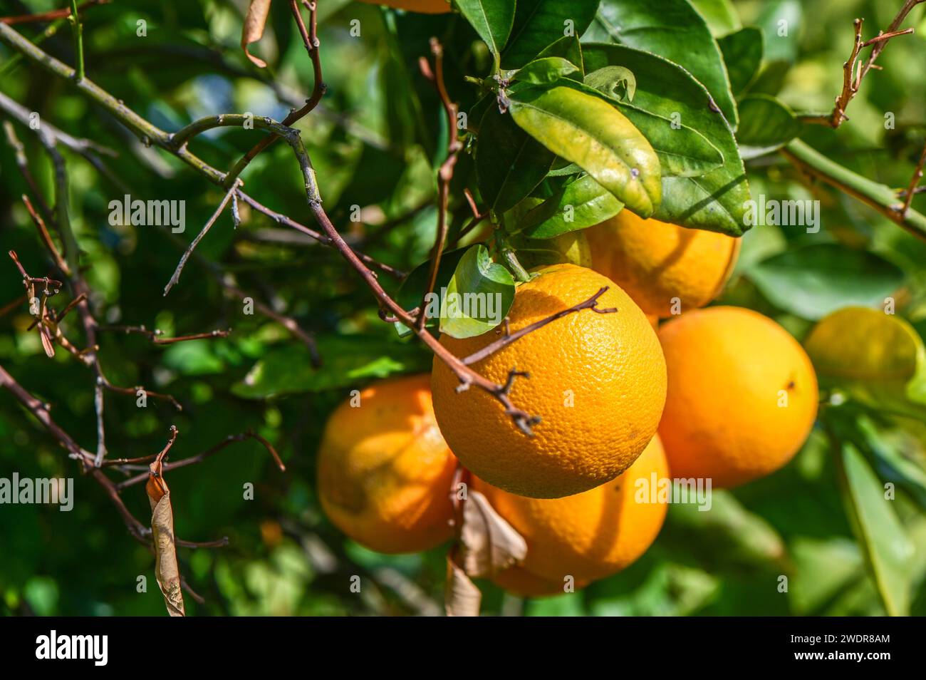 oranges ripen in an orange garden in the Mediterranean 2 Stock Photo ...