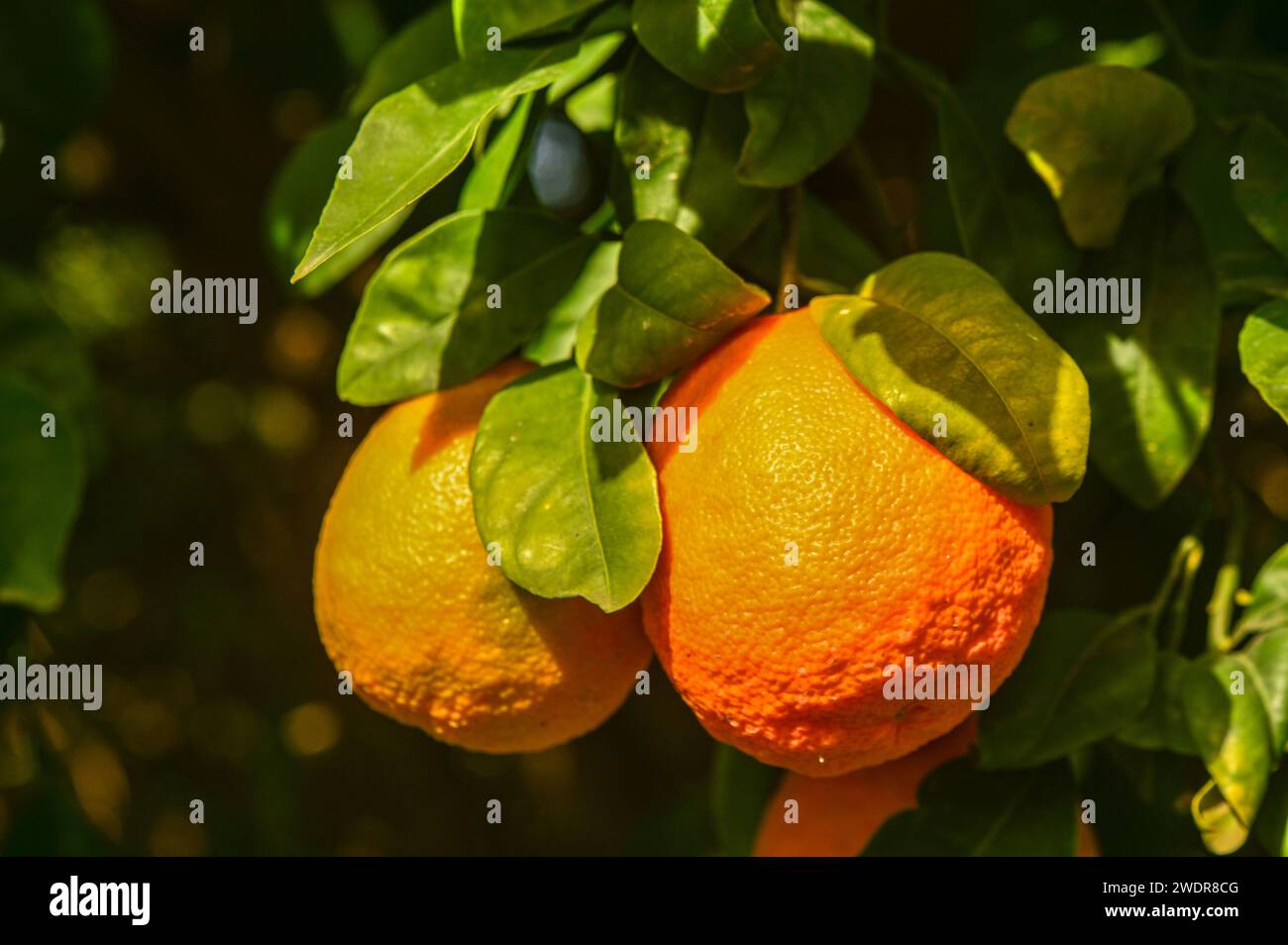oranges ripen in an orange garden in the Mediterranean 1 Stock Photo ...