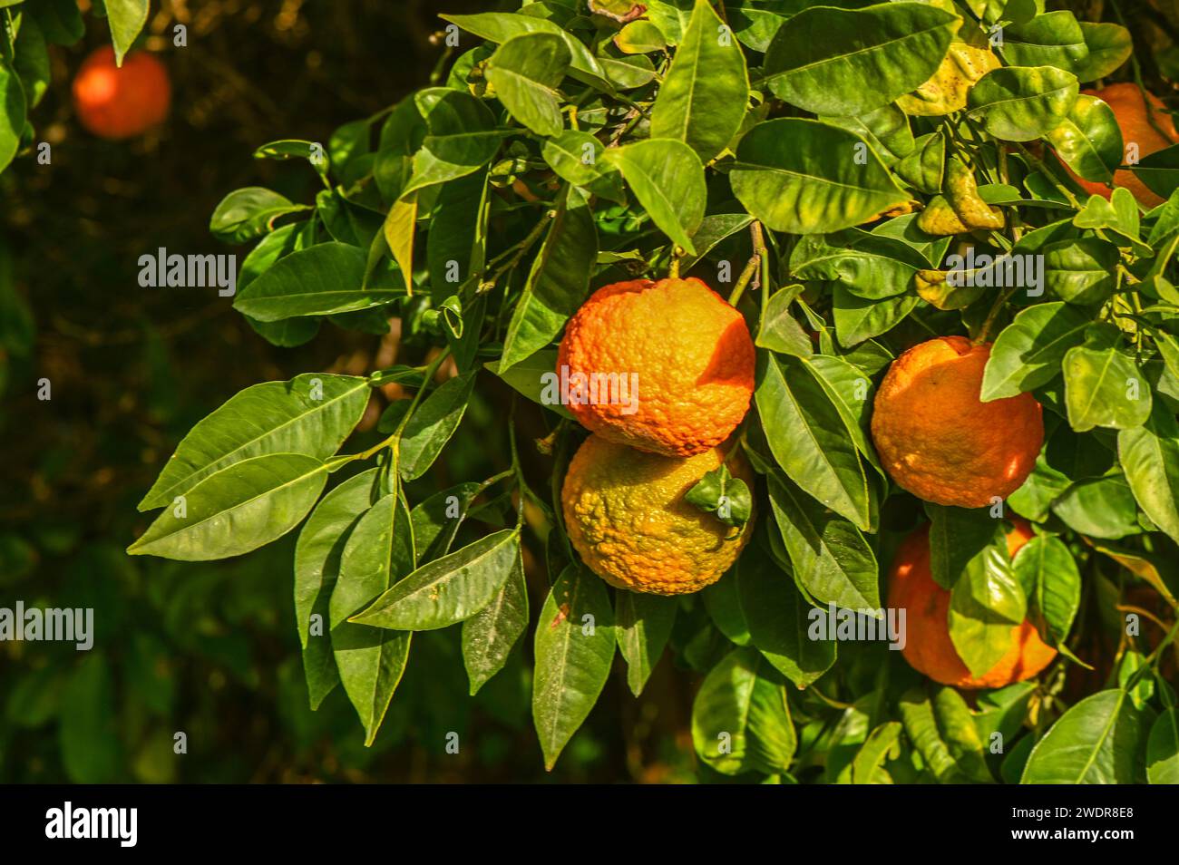 oranges ripen in an orange garden in the Mediterranean Stock Photo - Alamy