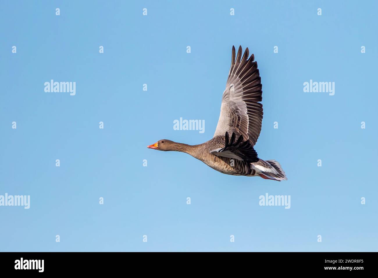 Greylag goose anser sweden hi-res stock photography and images - Alamy