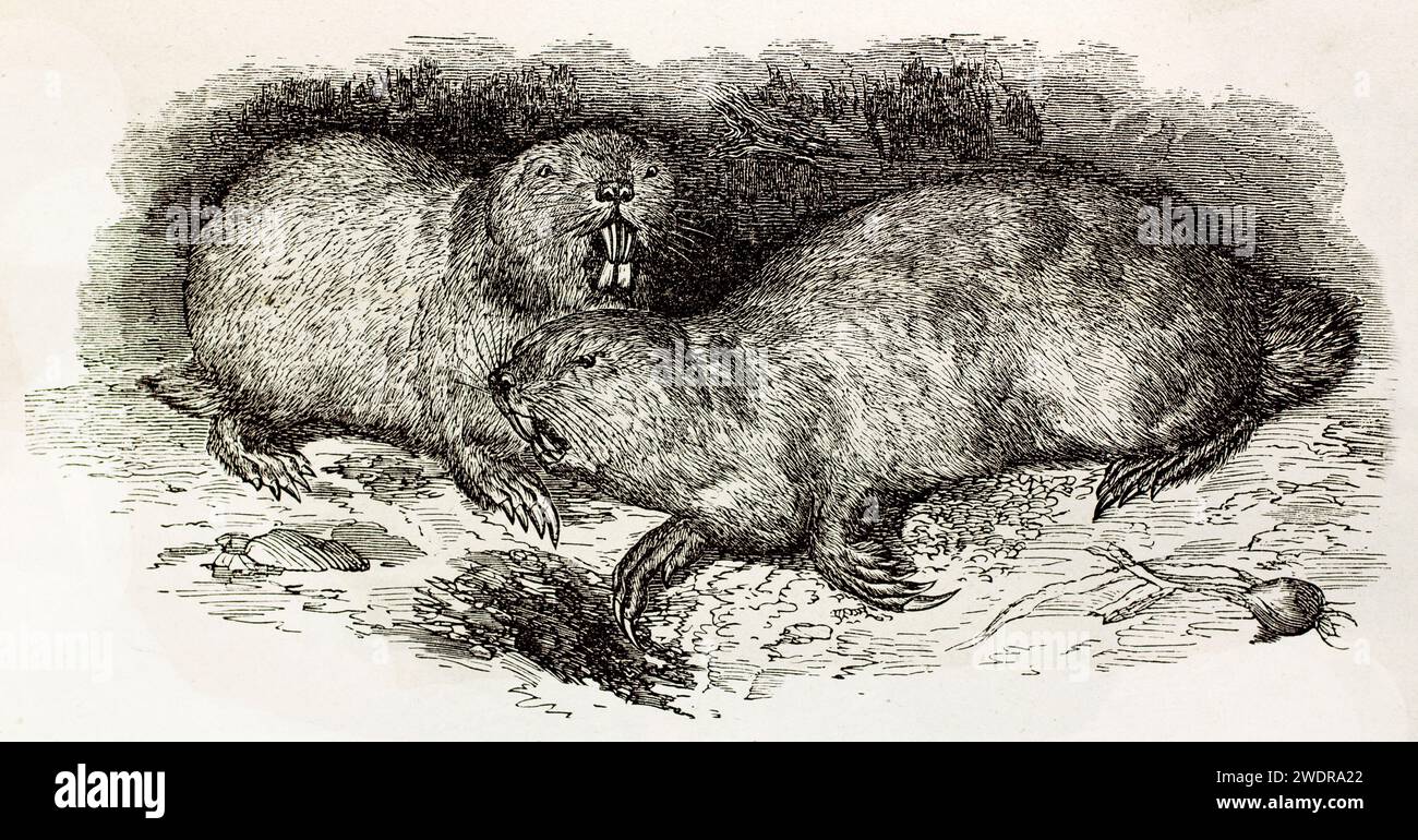 Old engraved illustration of Cape Dune Mole-rat. Created by Zimmermann ...