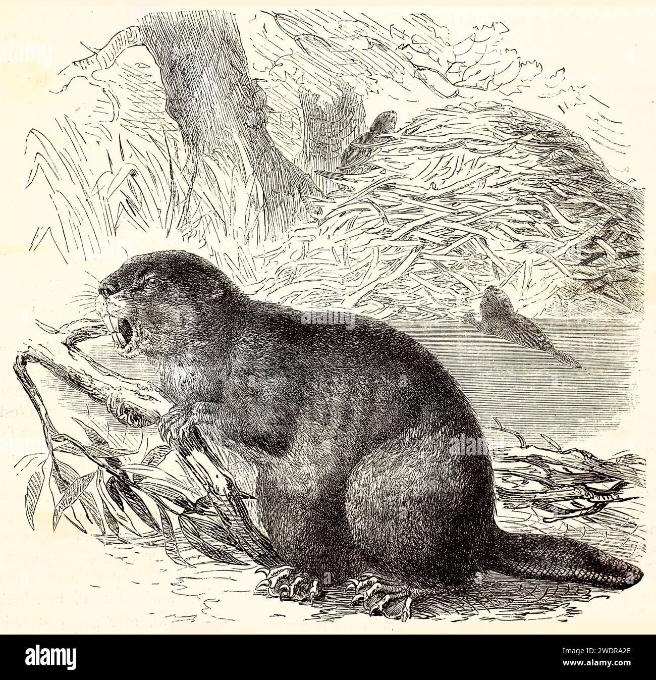 Beaver building lodge illustration hi-res stock photography and images ...