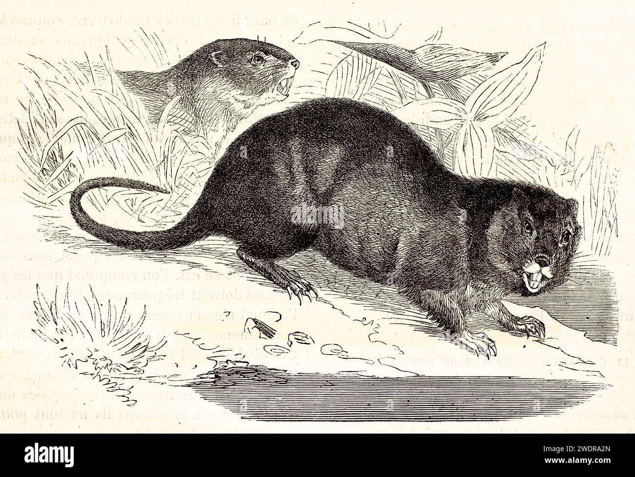 Finely rendered vintage engraving of a Red-necked Pademelon in dynamic ...