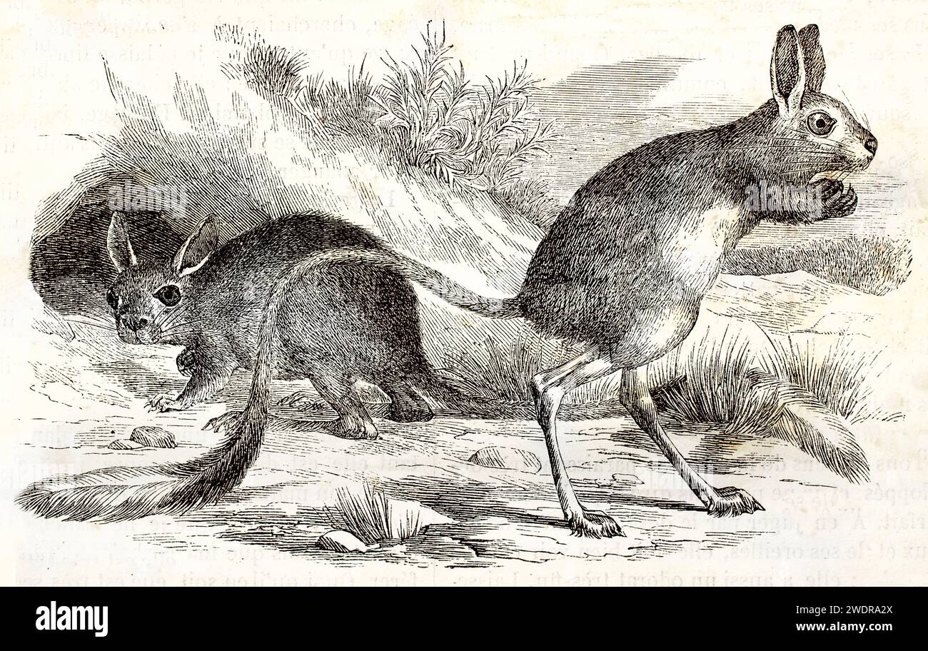 Engraved jerboas hi-res stock photography and images - Alamy