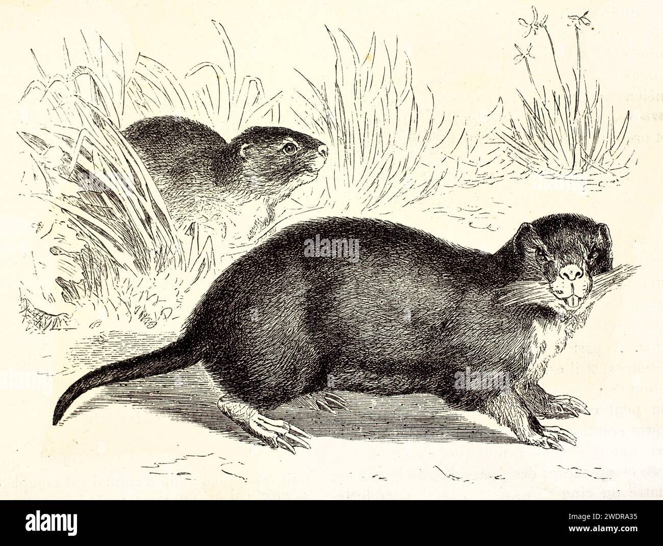 Finely rendered vintage engraving of two Greater Cane Rats among ...