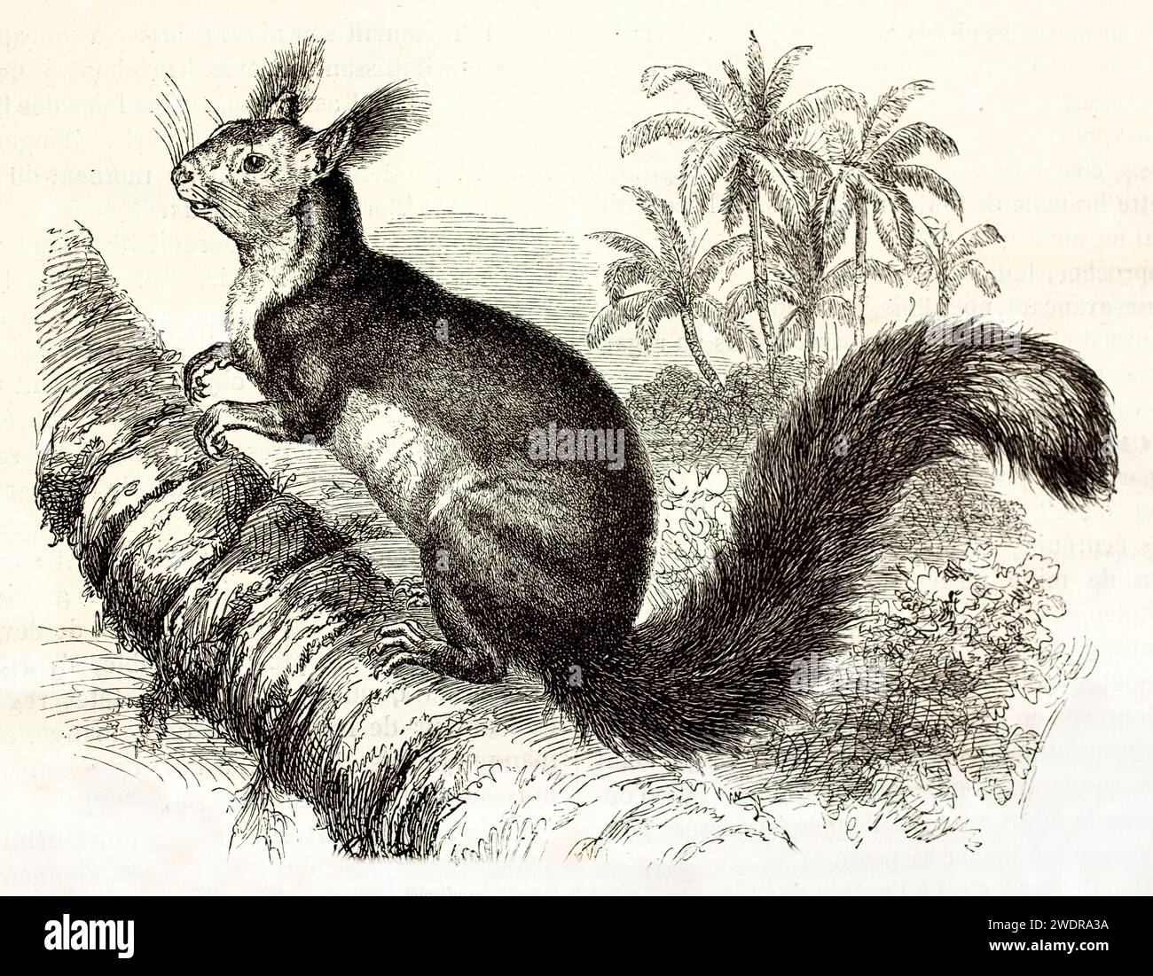 Indian giant squirrel malabar giant squirrel ratufa indica sciurus maximus hi-res stock ...