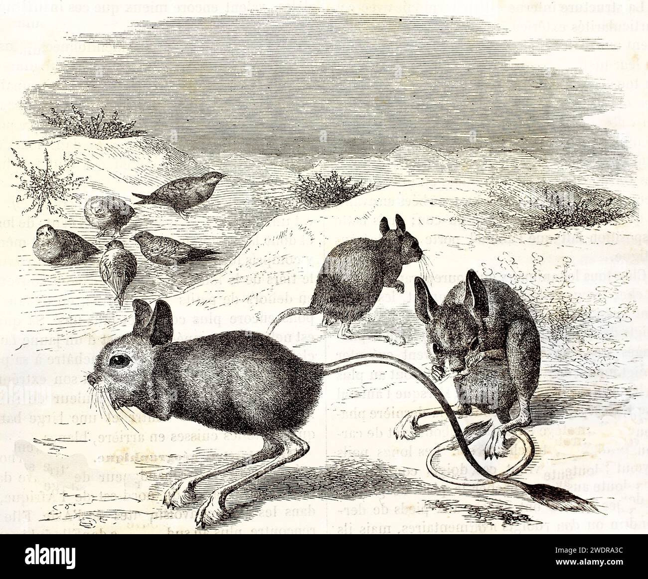 Finely detailed vintage engraving of Lesser Egyptian Jerboas in desert ...