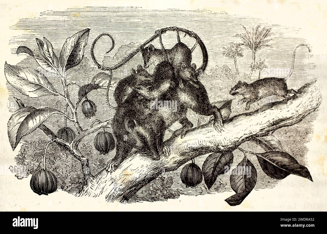 Opossum puppies hi-res stock photography and images - Alamy