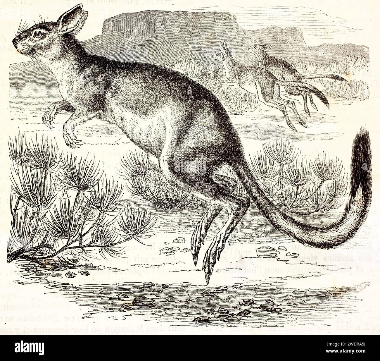 Old engraved illustration South African Springhare. Created by ...