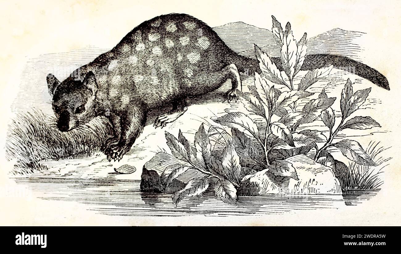 Etched fur texture hi-res stock photography and images - Alamy