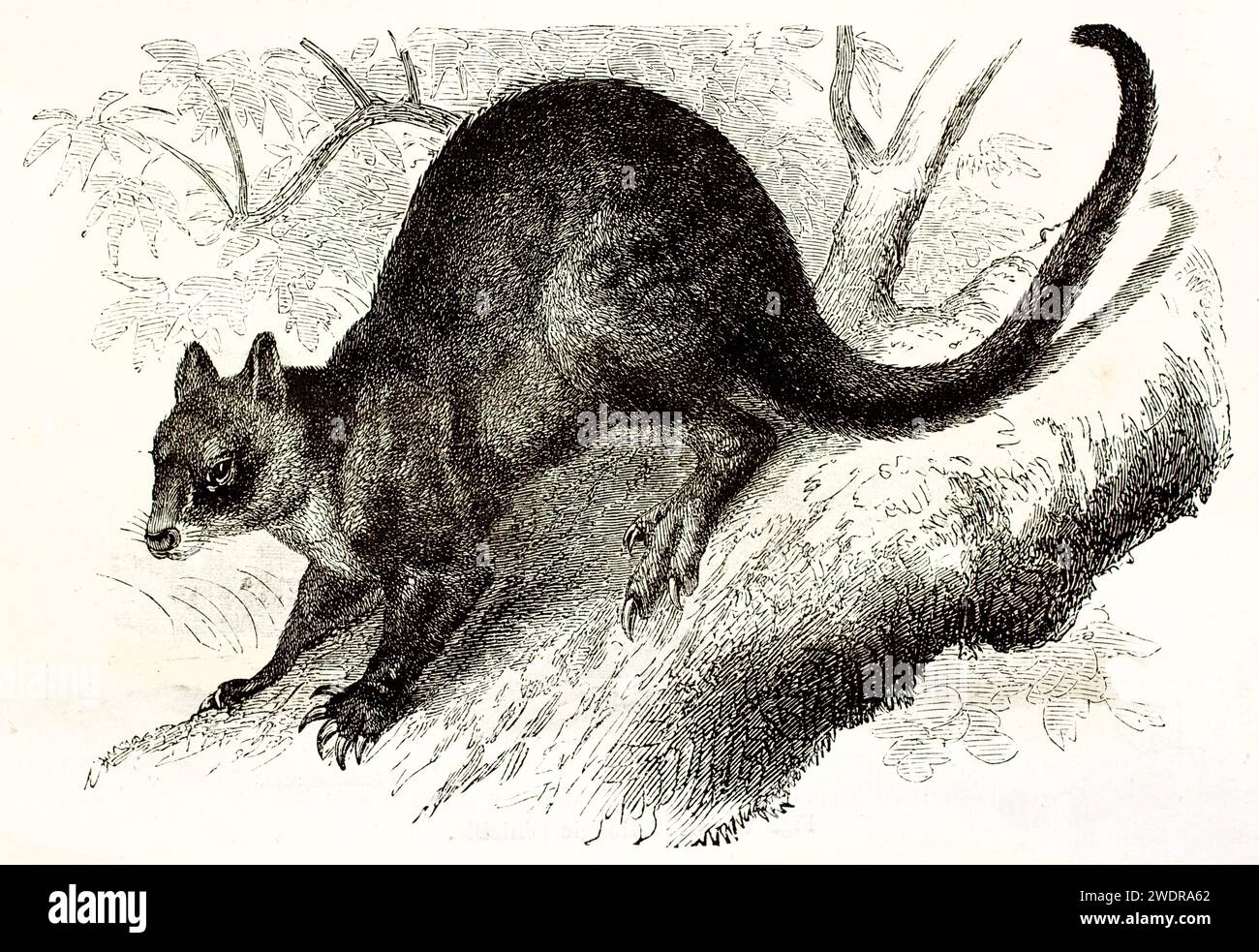 Ursine tree kangaroo hi-res stock photography and images - Alamy