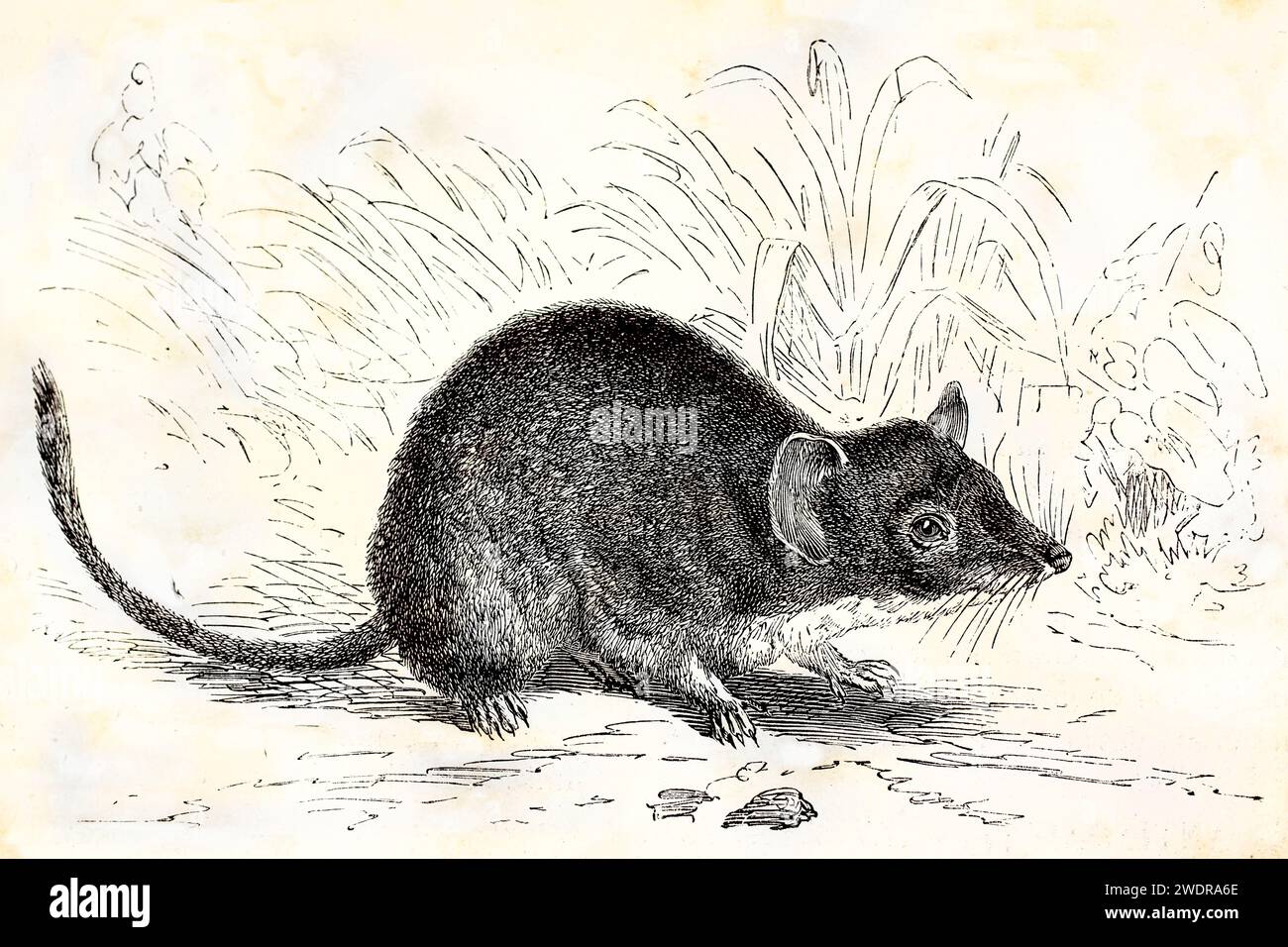 Old engraved illustration of Yellow-footed Antechinus. Created by ...