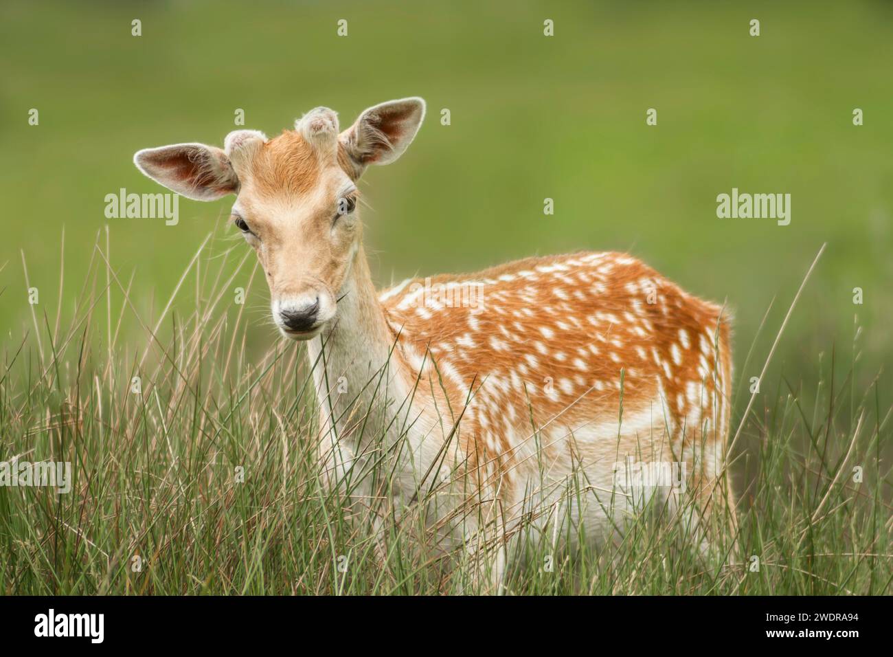 Young spotted red deer hi-res stock photography and images - Alamy