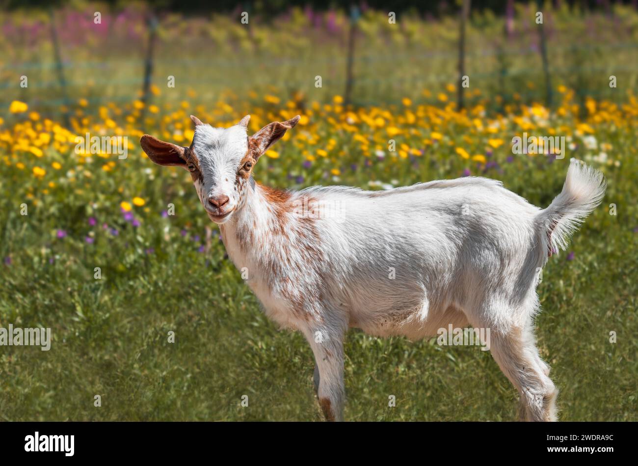Young goat in flower meadow during spring white & brown Stock Photo - Alamy