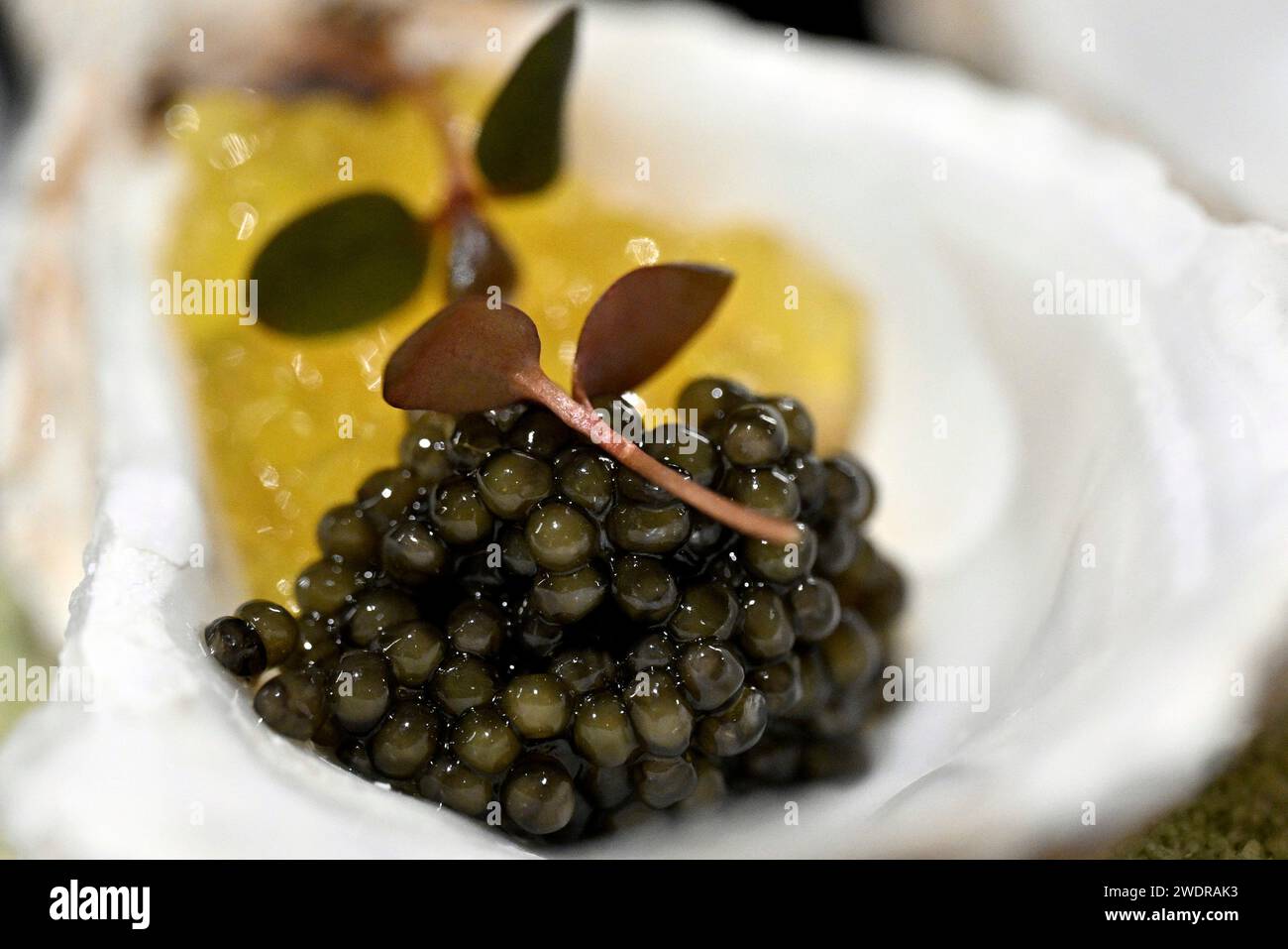 Nancy, France. 18th Jan, 2024. © PHOTOPQR/L'EST REPUBLICAIN/ ; Nancy ...
