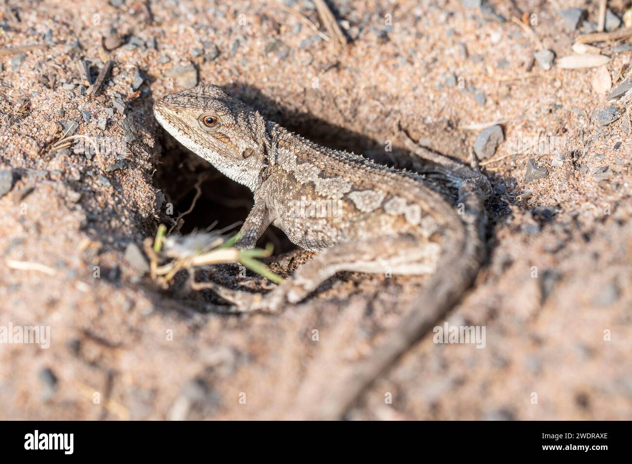 The jacky dragon (Amphibolurus muricatus) in front of a hole Stock ...