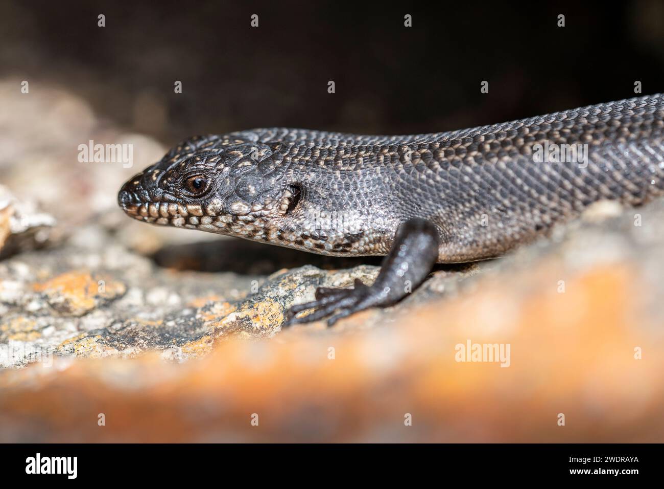 The black rock skink (Egernia saxatilis) is a species of large skink ...