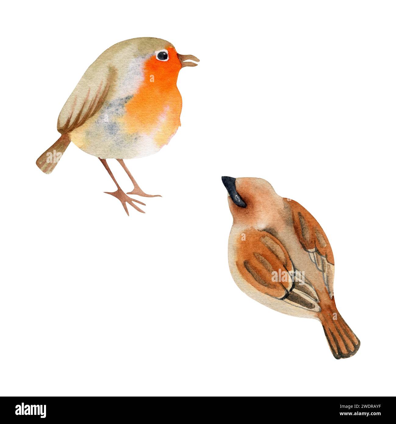 Hand drawn watercolor illustration nature animal small birds, robin ...