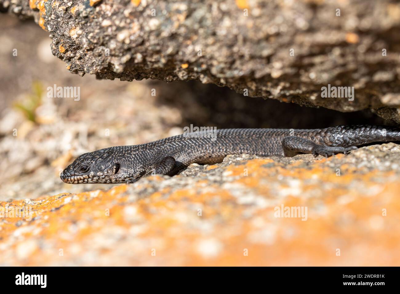 The black rock skink (Egernia saxatilis) is a species of large skink ...