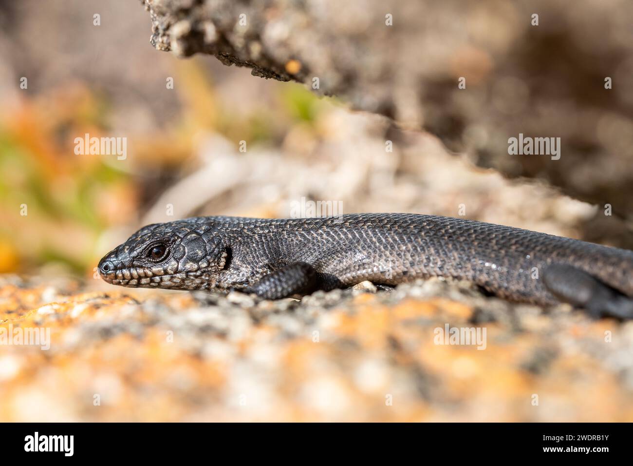 The black rock skink (Egernia saxatilis) is a species of large skink ...