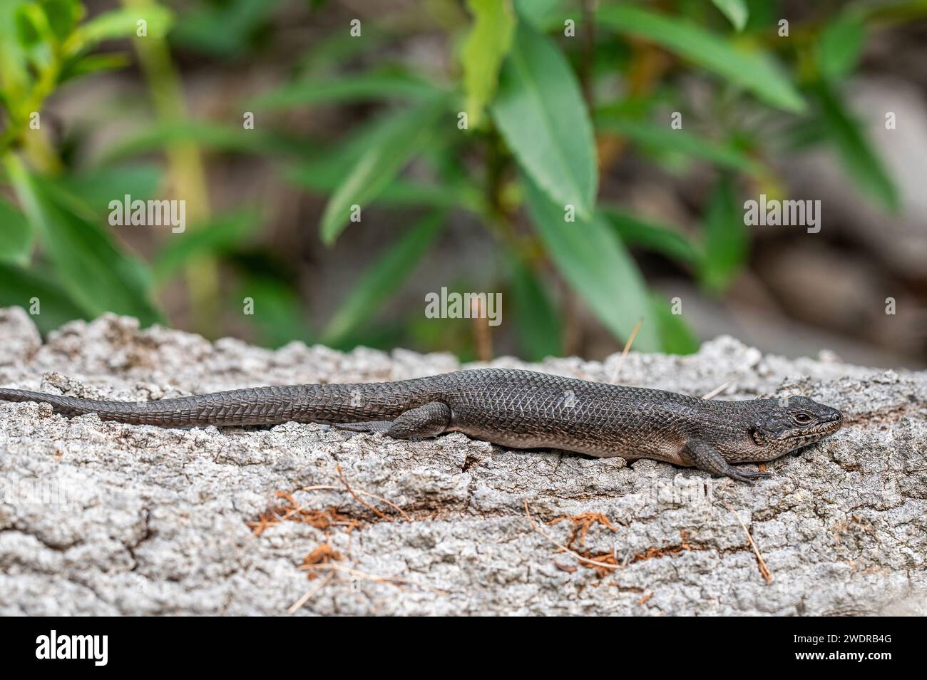The black rock skink (Egernia saxatilis) is a species of large skink ...