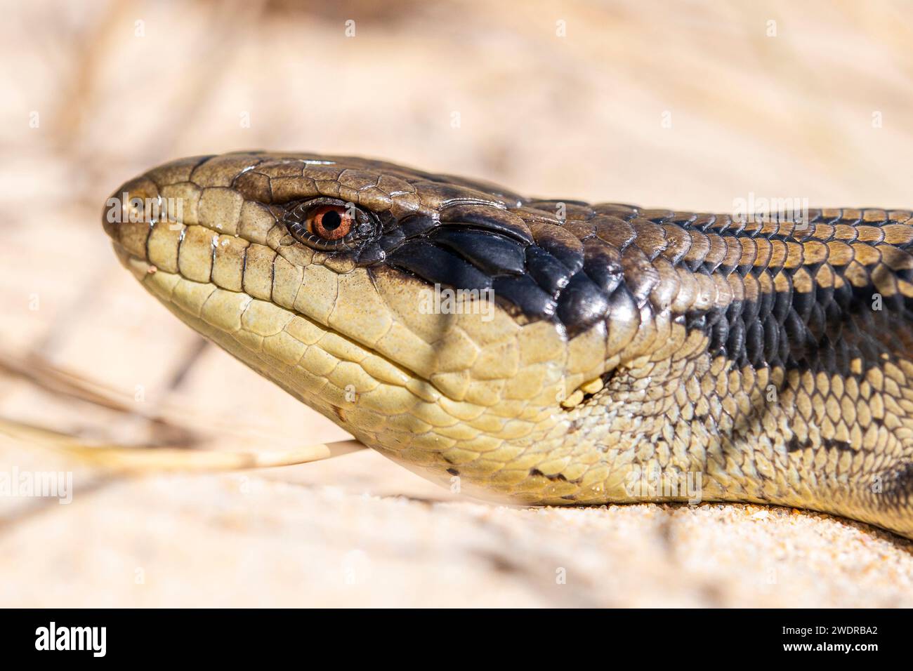 Tiliqua Scincoides Common Blue Tongued Skink Blue Tongued Lizard Common Bluetongue Is A