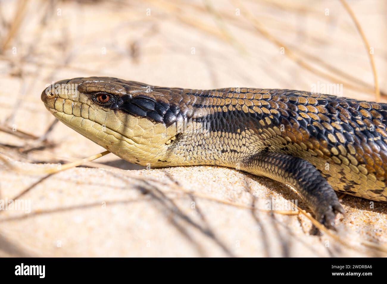 Tiliqua Scincoides Common Blue Tongued Skink Blue Tongued Lizard Common Bluetongue Is A