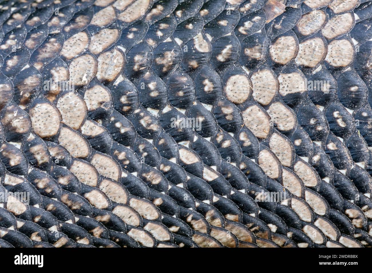 Tiliqua scincoides (common blue-tongued skink, blue-tongued lizard ...