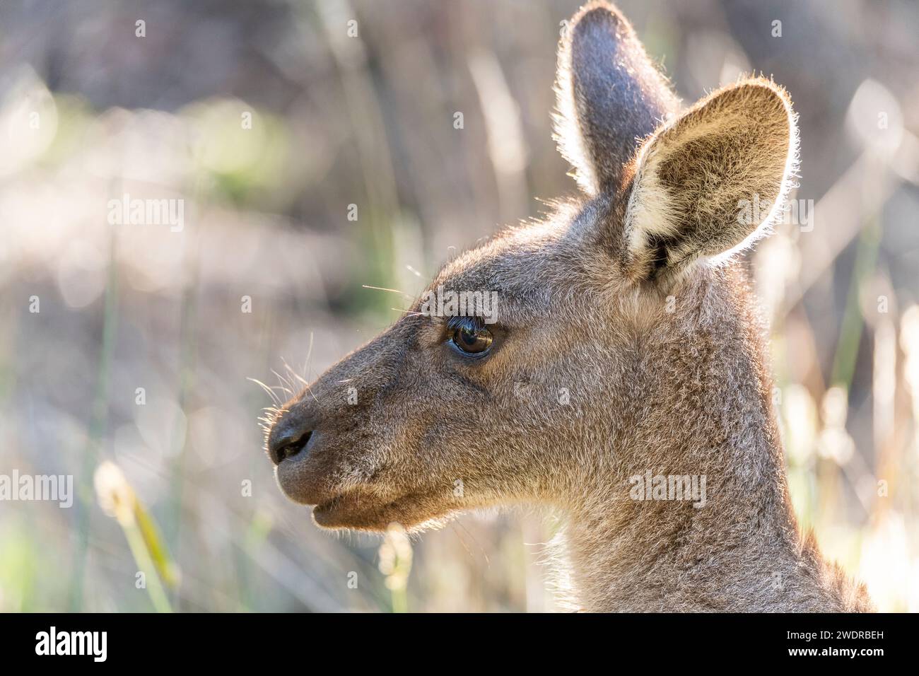 Eastern grey kangaroo (Macropus giganteus) is a marsupial found in the ...
