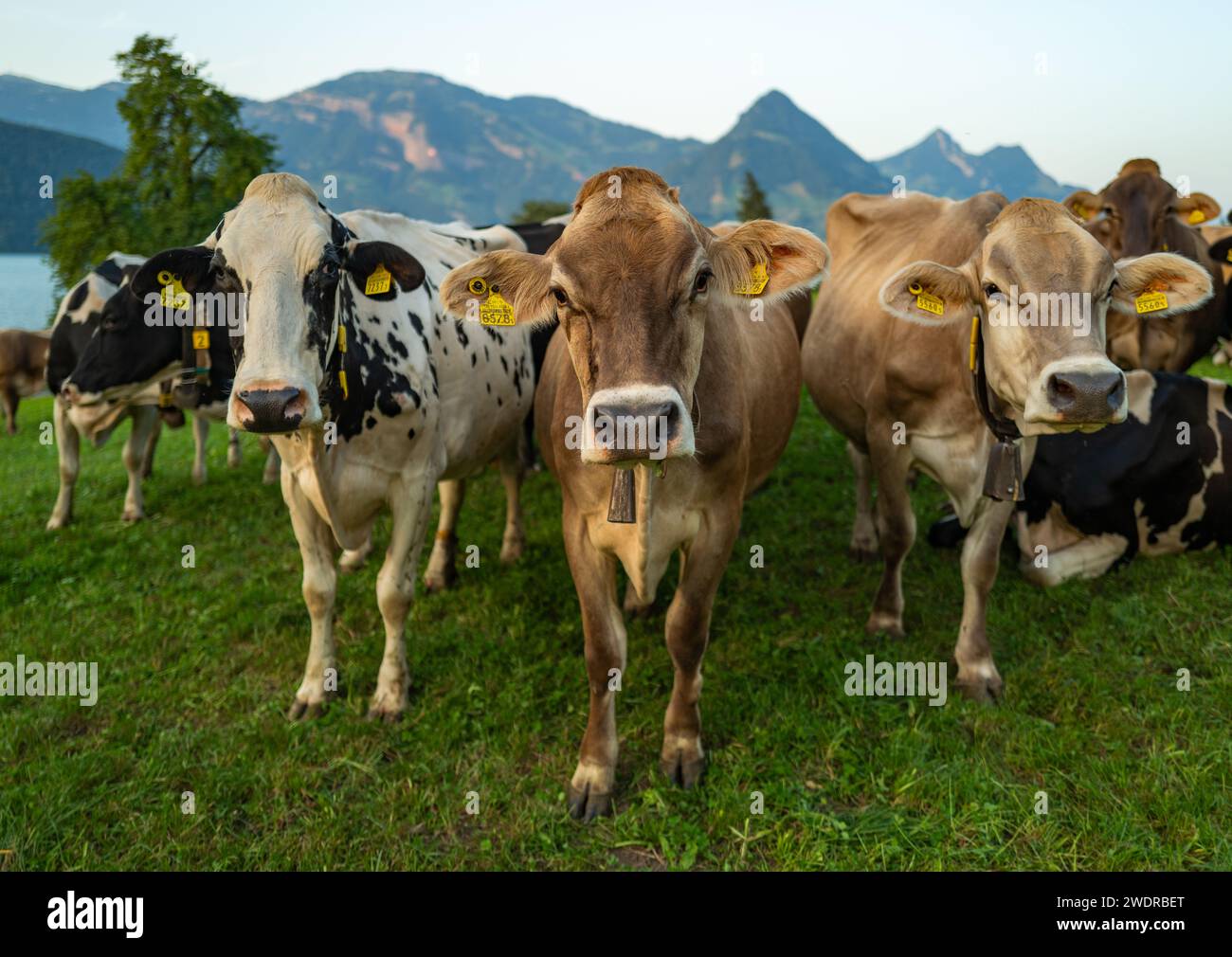 Herd of cows. Cow in alpine meadow. Cattle in green field. Cow in ...
