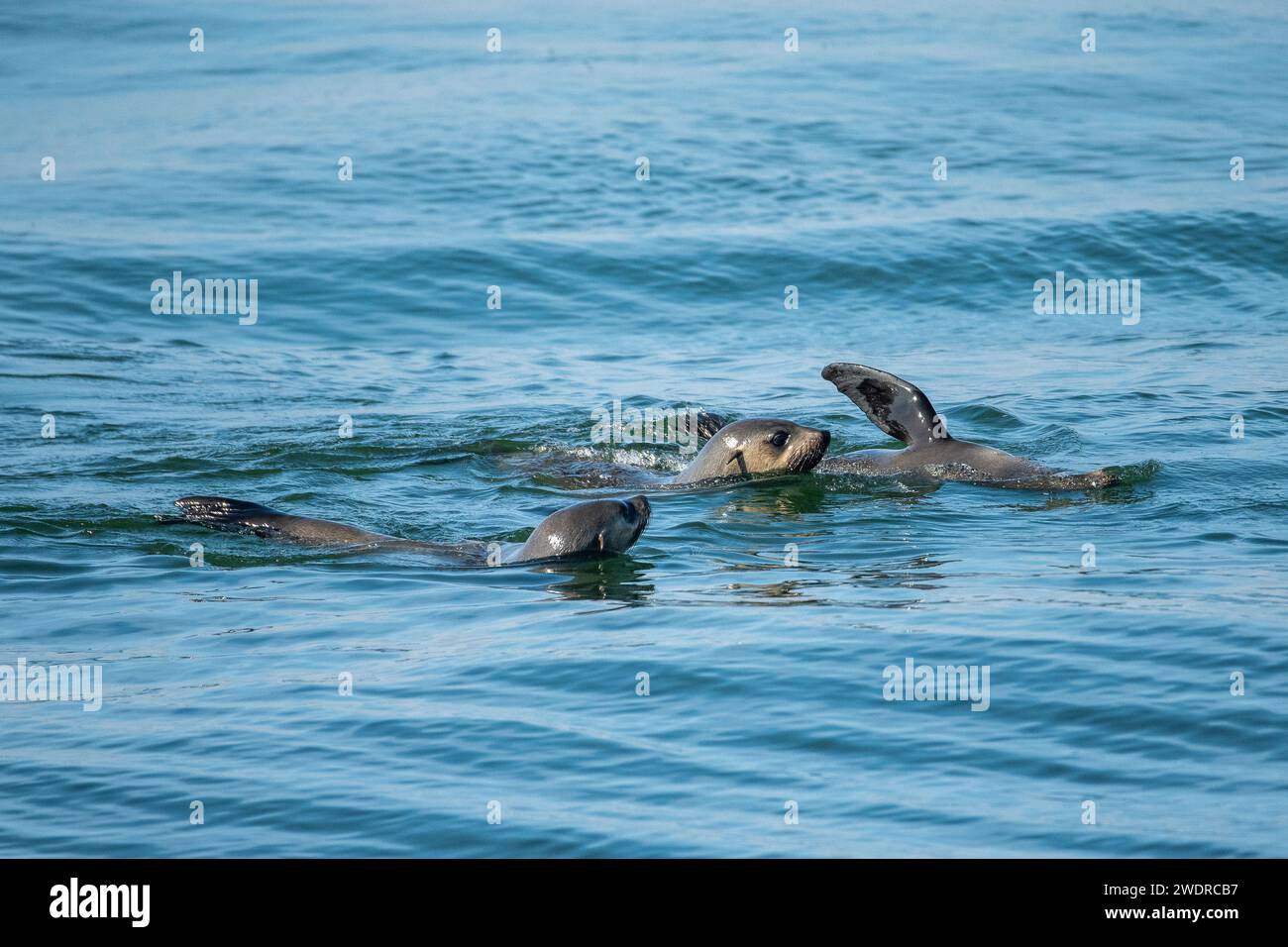 Australian Fur Seals (Arctocephalus pusillus doriferus) in the ocean ...