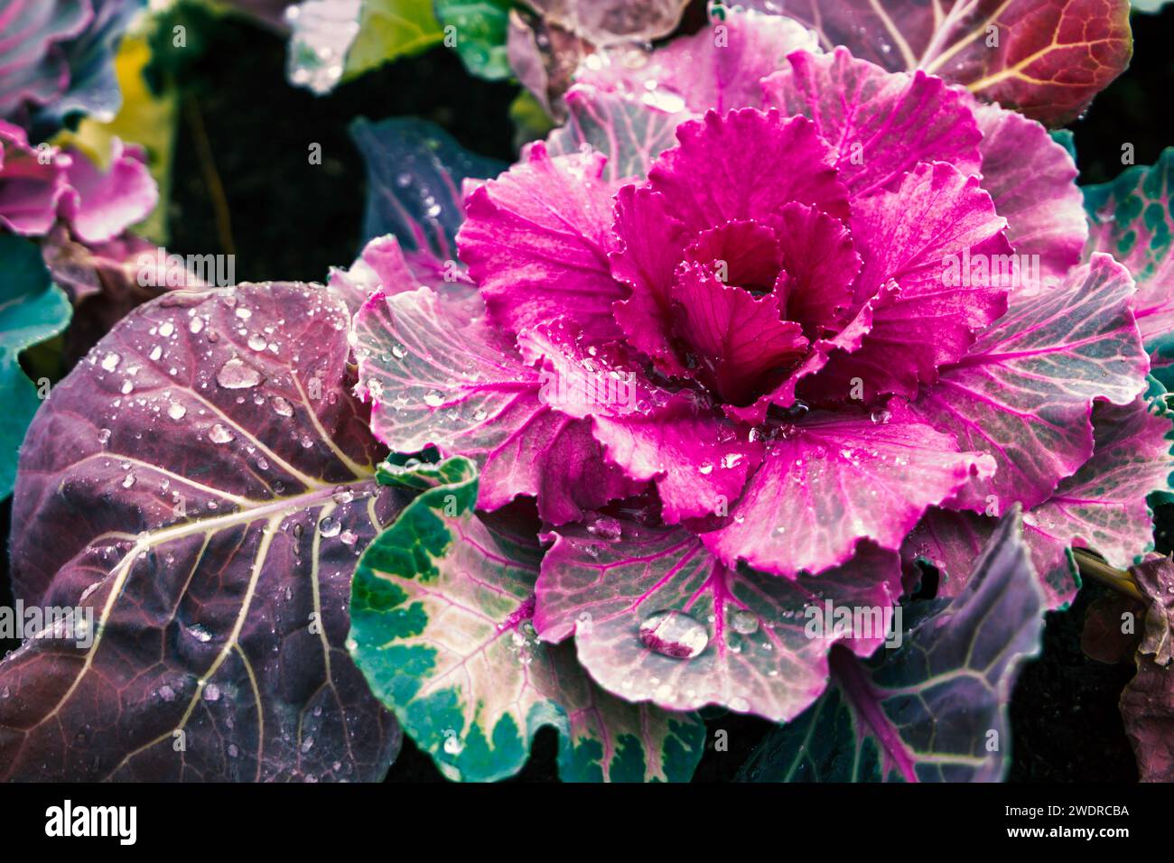 Cabbage flower hi-res stock photography and images - Alamy