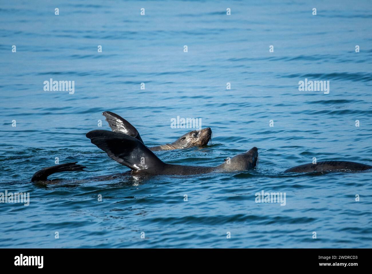 Australian Fur Seals (Arctocephalus pusillus doriferus) in the ocean ...