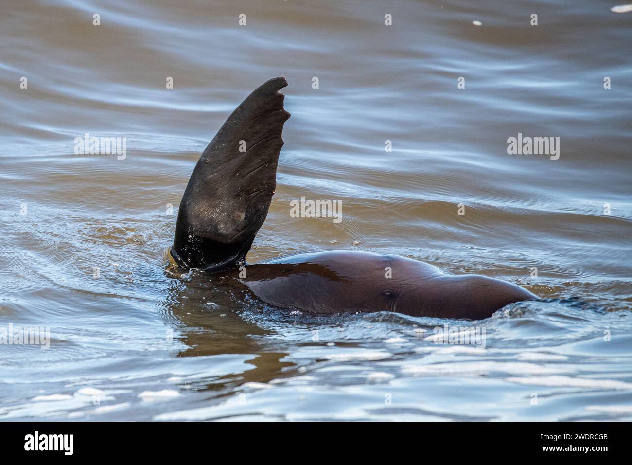 Australian Fur Seals (Arctocephalus pusillus doriferus) in the ocean ...