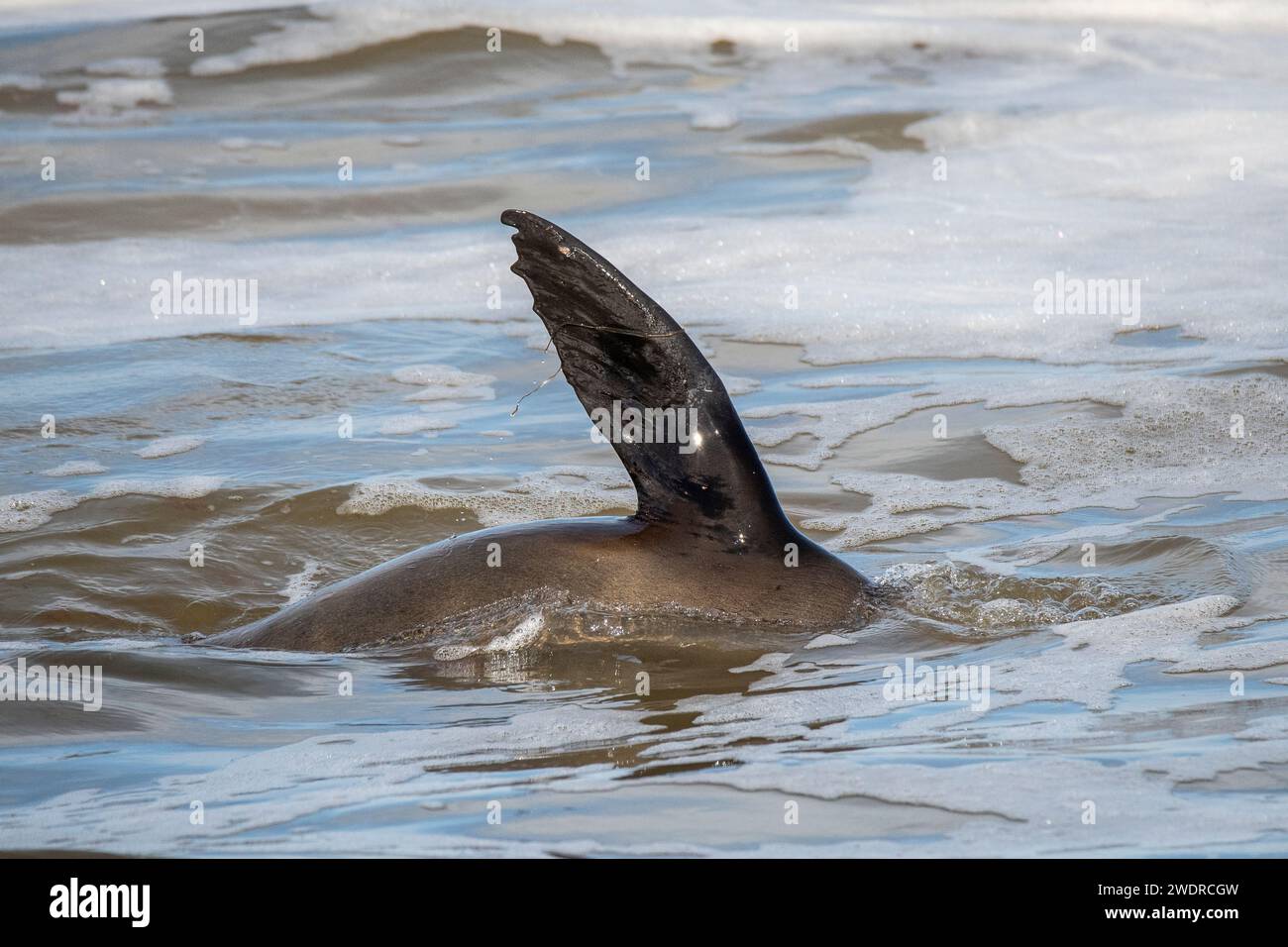 Australian Fur Seals (Arctocephalus pusillus doriferus) in the ocean ...