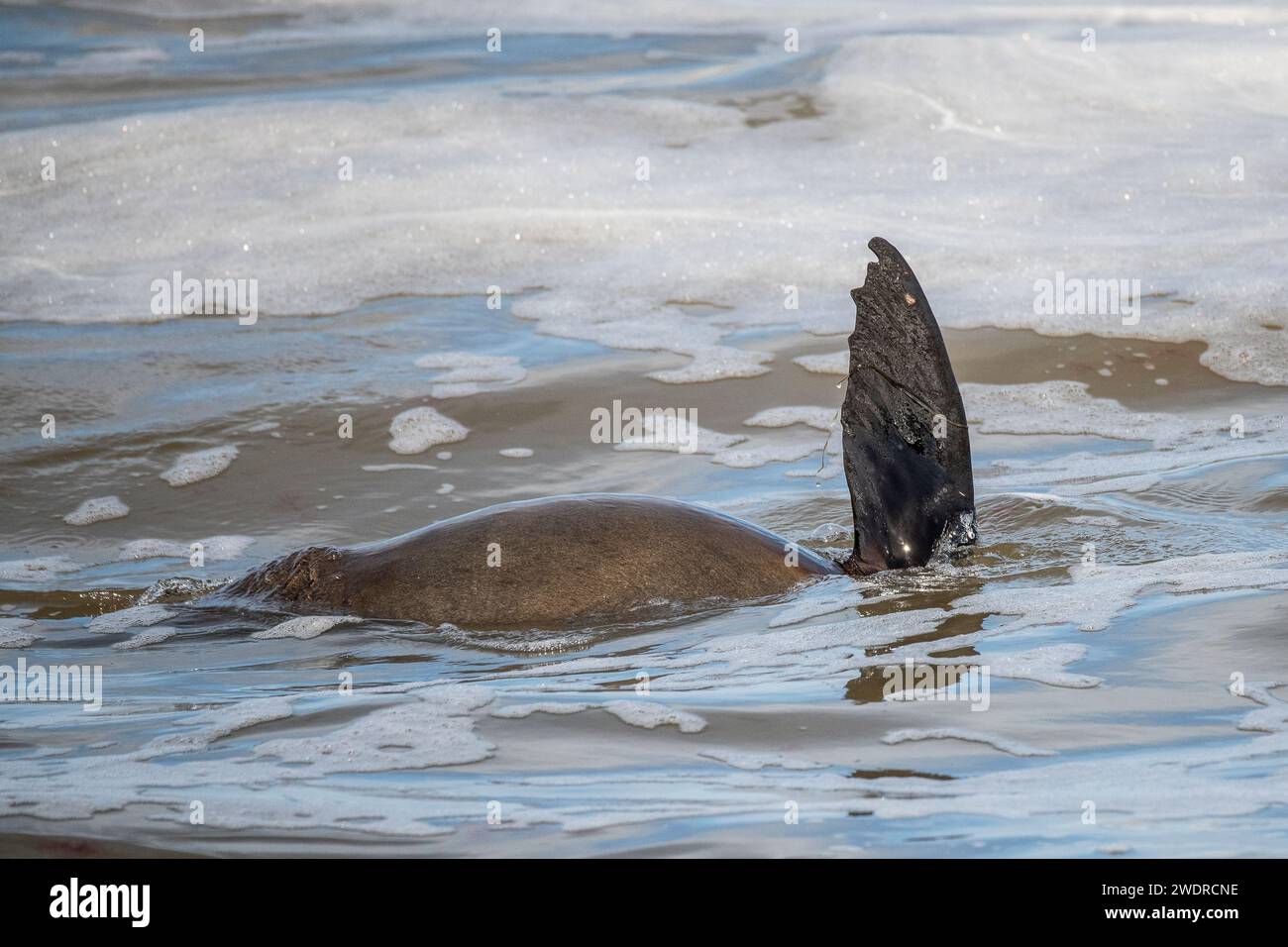Australian Fur Seals (Arctocephalus pusillus doriferus) in the ocean ...