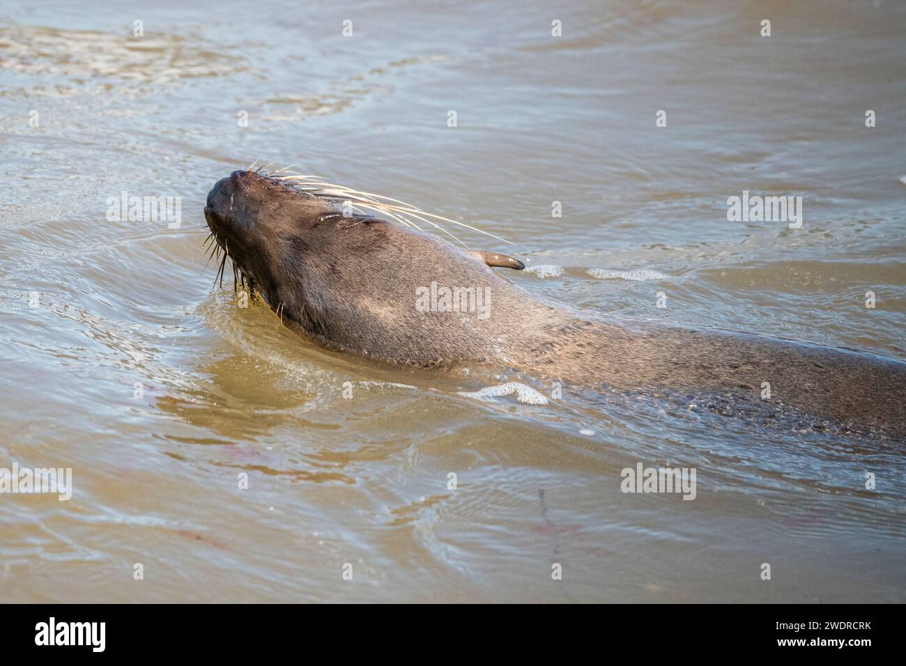 Australian Fur Seals (Arctocephalus pusillus doriferus) in the ocean ...