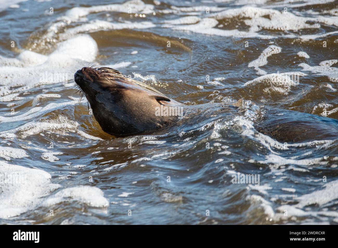 Australian Fur Seals (Arctocephalus pusillus doriferus) in the ocean ...