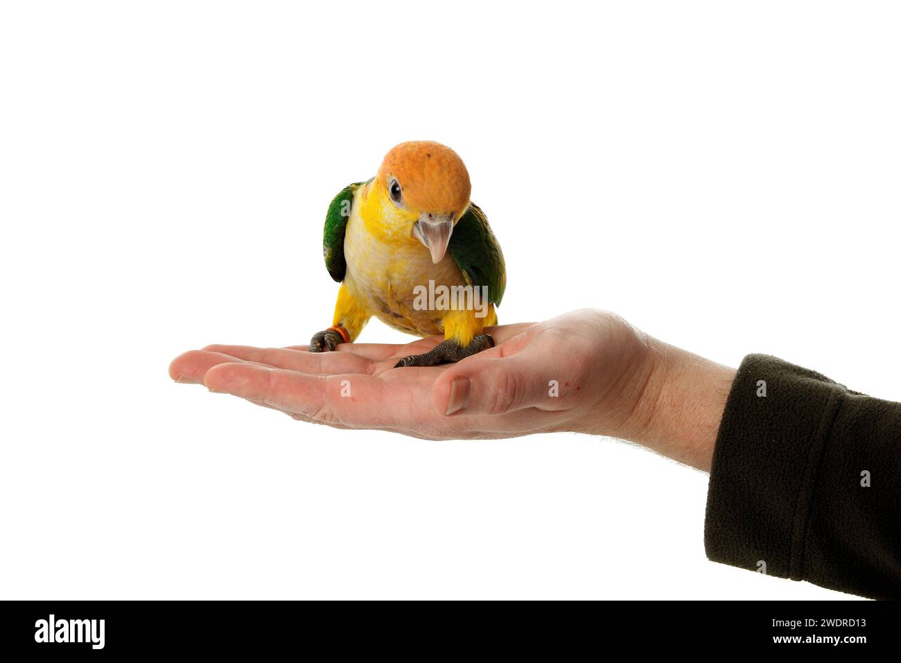 A beautiful bird perches gracefully on a person's hand, against a clean ...
