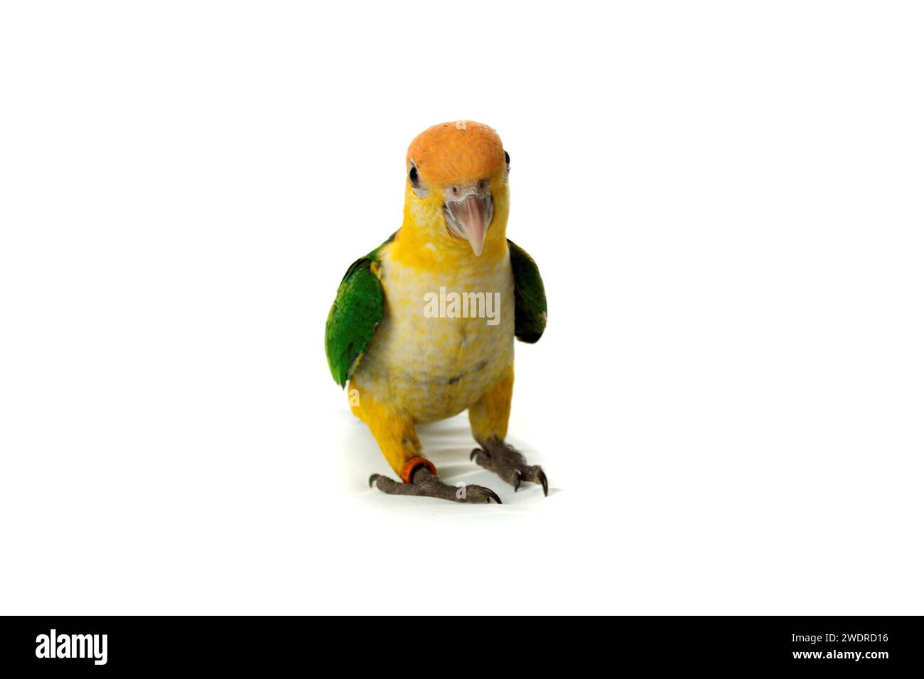 White bellied caique Cut Out Stock Images & Pictures - Alamy