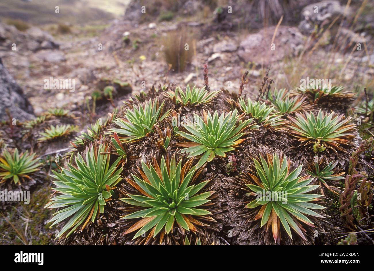Isoetes hi-res stock photography and images - Alamy