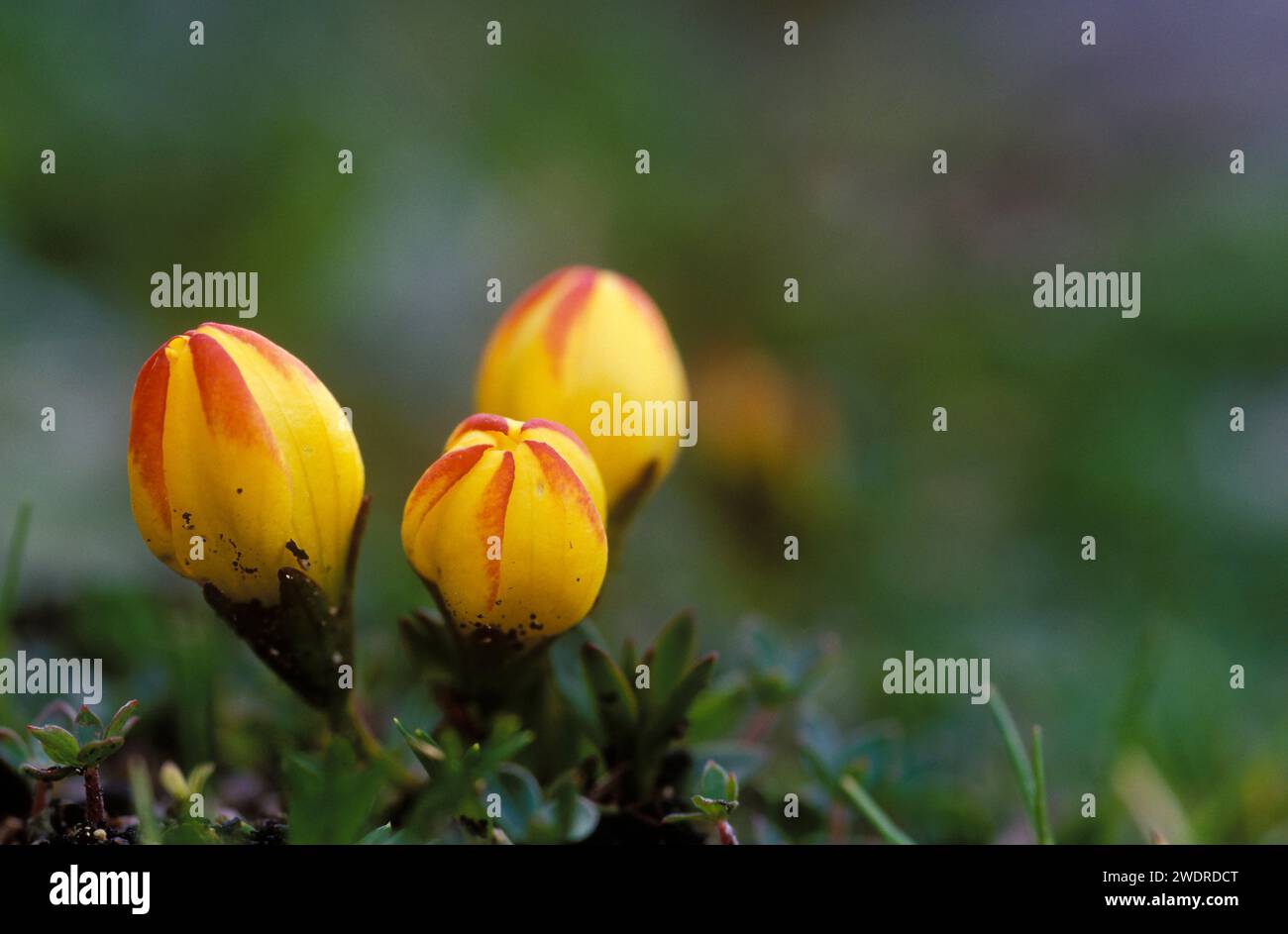 Flowers in the Andes Stock Photo - Alamy