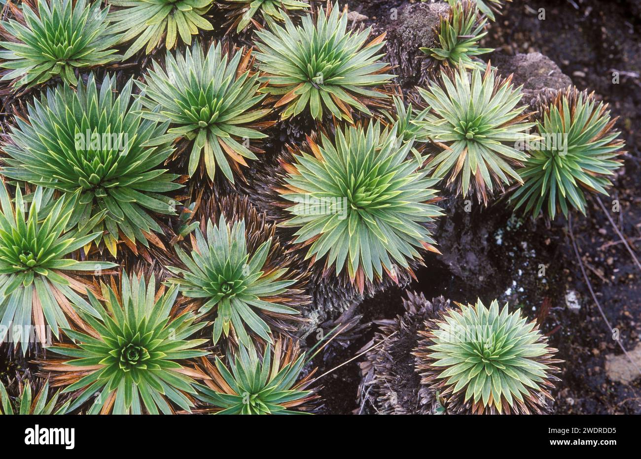 Isoetes hi-res stock photography and images - Alamy