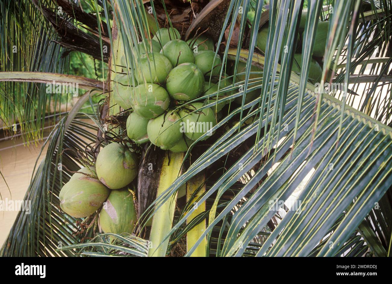 Kokospalm coconut tree hi-res stock photography and images - Alamy