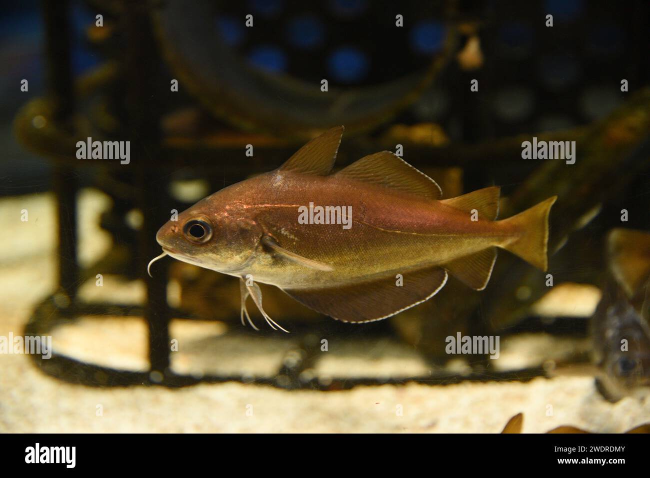 Trisopterus luscus beautiful fish swimming in the aquarium Stock Photo ...